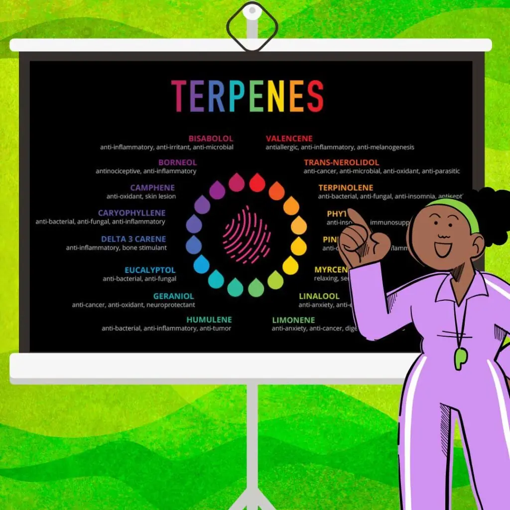 Ontario's Premium Cannabis Stores | BUDSSMOKE | Shop Now