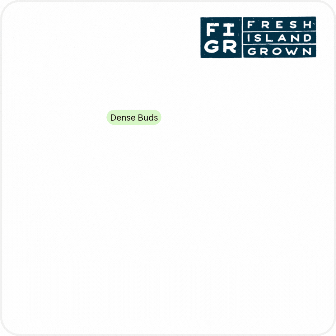 Ontario's Premium Cannabis Stores | BUDSSMOKE | Shop Now